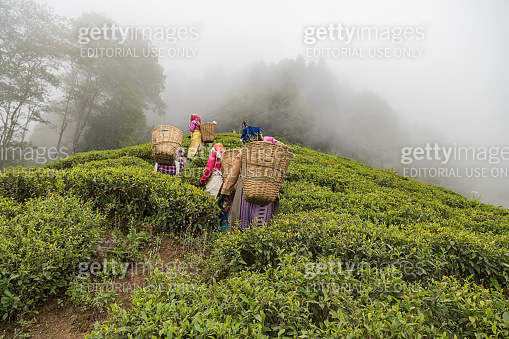 Darjeeling, west bengal,India,20 April 2022 Women pickers plucking tea ...