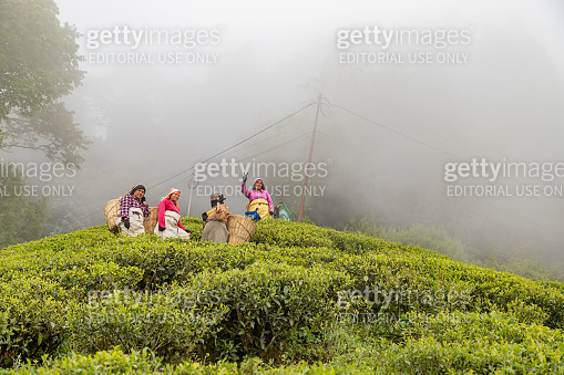 Darjeeling, west bengal,India,20 April 2022 Women pickers plucking tea ...