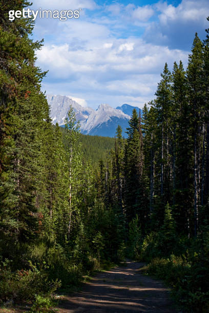 The rocky mountains of Alberta are surrounded by coniferous forests on ...