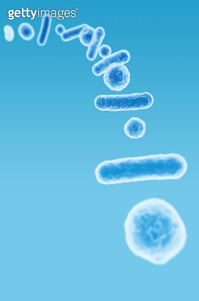 Enterobacteriaceae, gram-negative rod-shaped bacteria, part of ...