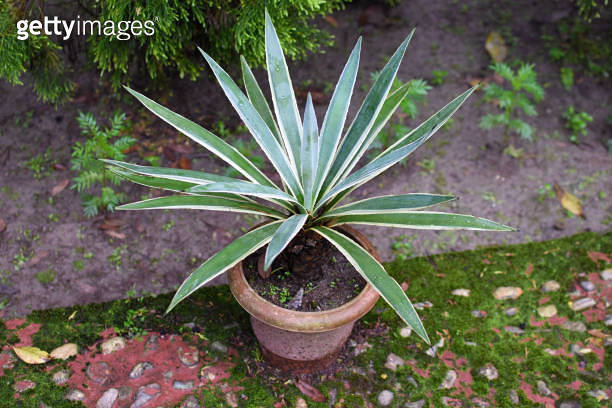 Closeup of variegated Spanish dagger (binomial name: Yucca gloriosa ...