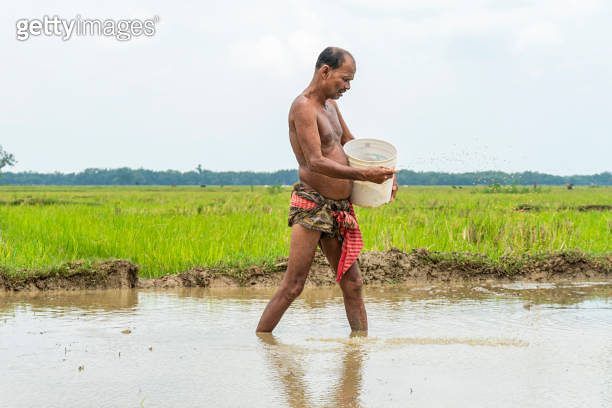 farmer spreading seeds across the plowed dirt farm 이미지 (1676281267) - 게티이미지뱅크