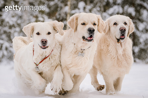 Three golden retriever dogs running together at snowy winter forest ...