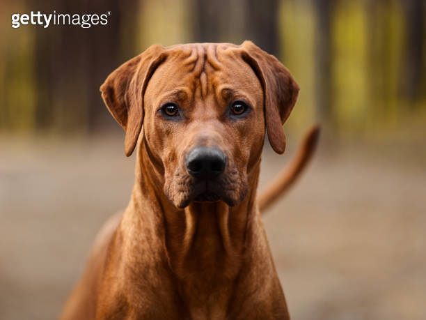 Rhodesian ridgeback dog close up portrait at nature 이미지 (1457944630 ...