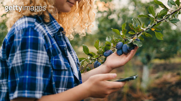 Woman farmer with mobile phone, in farm plum using apps and internet ...