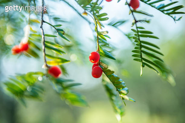 southern chinese yew 이미지 (1753214953) - 게티이미지뱅크