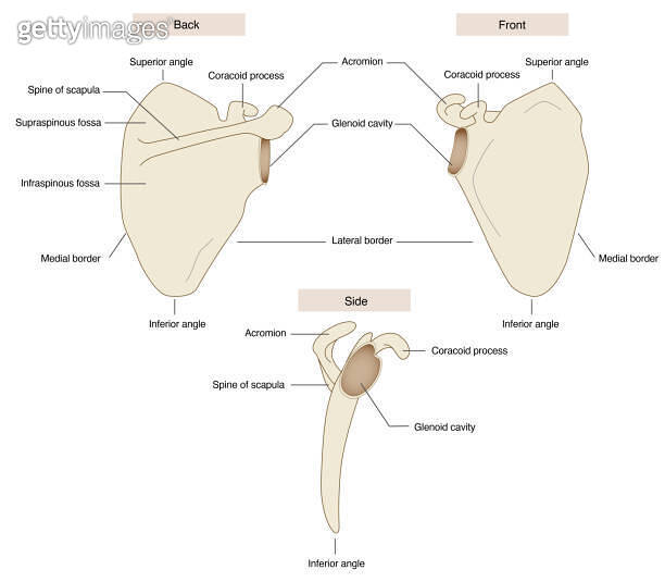 Anatomical names of the scapula Back and front, side view (1725535277 ...