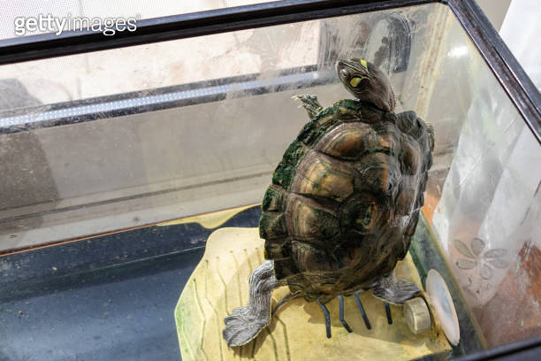A turtle stands up while leaning against the wall of the aquarium 이미지 ...