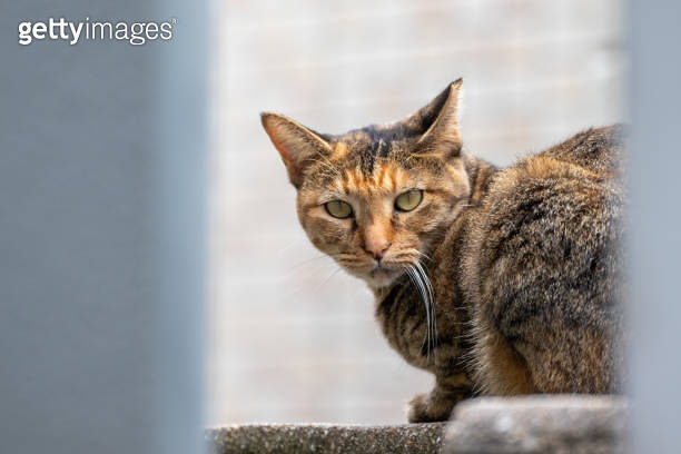 A brown stray cat peeking out from the wall of a building 이미지 ...