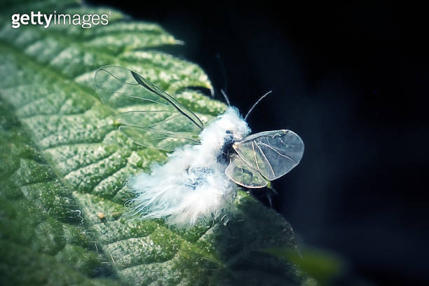 Phyllaphis fagi Woolly Beech Aphid Insect 이미지 (1497159576) - 게티이미지뱅크