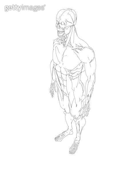 Human body anatomy male man contour , muscular system of muscles . Flat ...