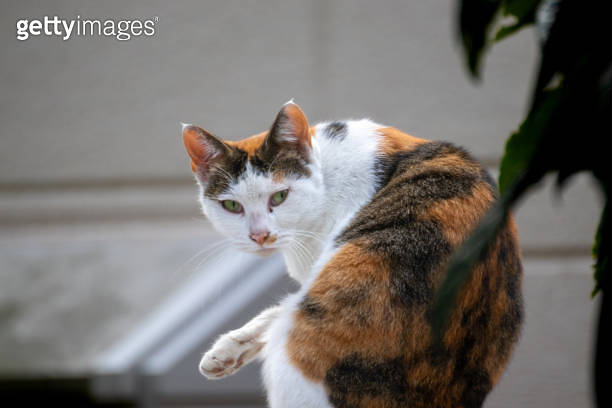 The expression of a calico cat looking back 이미지 (1827908763) - 게티이미지뱅크