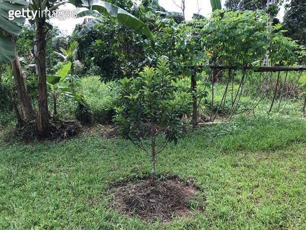 trees grow on the ground. Trees in forest. Nurturing nature. Art of ...