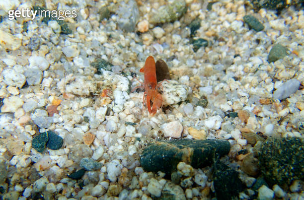 Orange European snapping prawn - (Alpheus macrocheles), Underwater ...