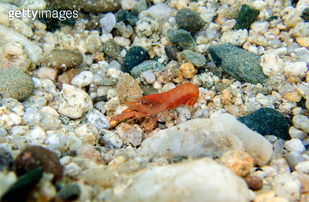 Orange European snapping prawn - (Alpheus macrocheles), Underwater ...