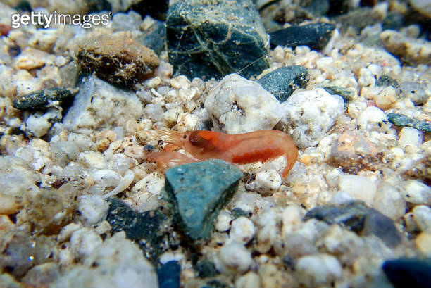 Orange European snapping prawn - (Alpheus macrocheles), Underwater ...
