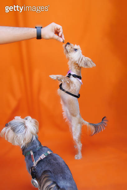 The Yorkshire Terrier, aka Yorkie, smallest of the terriers (1780649579 ...