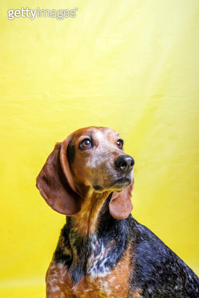 Mixed Bred of German shorthaired pointer, photoshoot in studio. 이미지 ...
