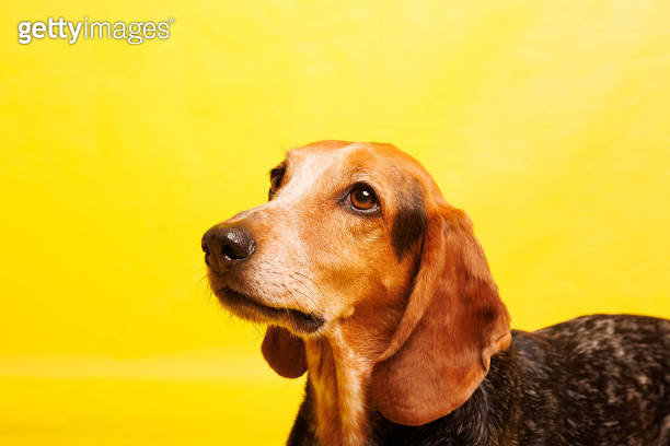 Mixed Bred of German shorthaired pointer, photoshoot in studio. 이미지 ...