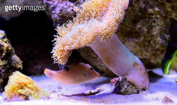 Fingerprint compressed toby puffer fish - Canthigaster compressa 이미지 ...