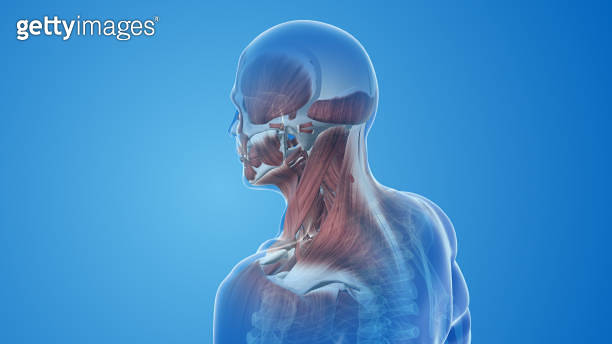 Sternocleidomastoid Muscles pain and injury (1759067058) - 게티이미지뱅크