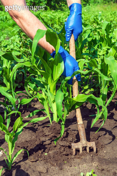 The farmer rakes the soil around the young corn. Close-up of the hands ...