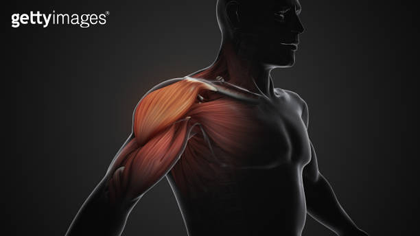 Pain and injury in the shoulder muscles 이미지 (1732503027) - 게티이미지뱅크