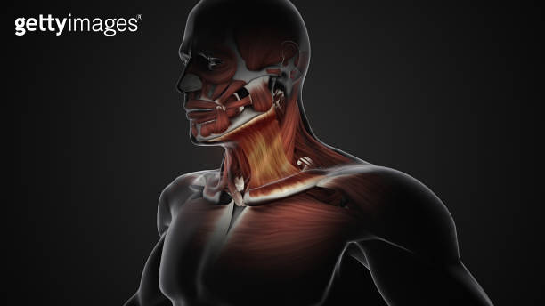 Pain and injury in the Sternocleidomastoid Muscles 이미지 (1735185773 ...