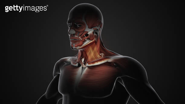 Pain and injury in the Sternocleidomastoid Muscles 이미지 (1735185763 ...