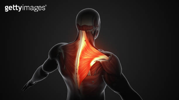 Pain and injury in the Trapezius muscles 이미지 (1732782591) - 게티이미지뱅크