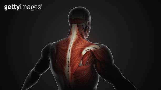 Pain and injury in the Trapezius muscles 이미지 (1732782592) - 게티이미지뱅크