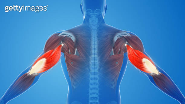Triceps muscle pain and injury 이미지 (1767133488) - 게티이미지뱅크