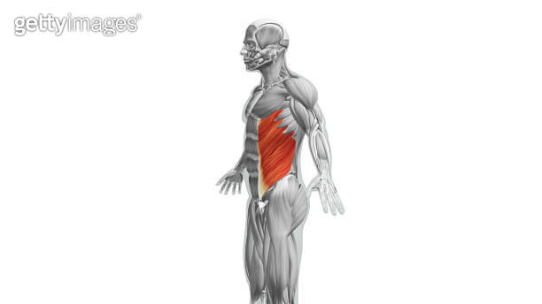 Anatomy of the External Oblique Muscles 이미지 (1564460071) - 게티이미지뱅크