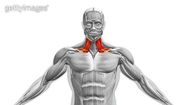 Anatomy of the Sternocleidomastoid Muscles (1564470746) - 게티이미지뱅크