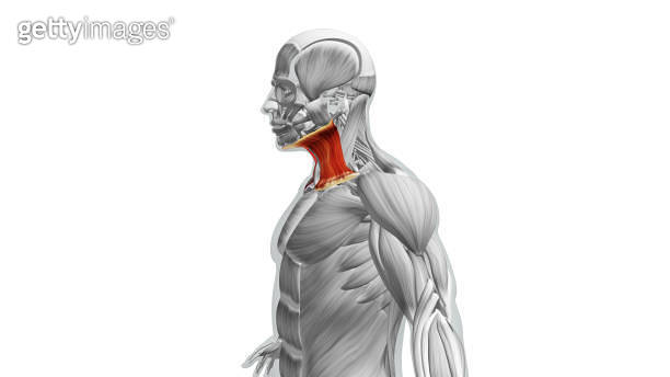 Anatomy of the Sternocleidomastoid Muscles (1564470761) - 게티이미지뱅크
