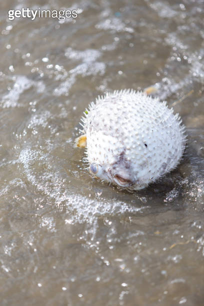 Death puffer fish on sand beach with sea wave (1545244805) - 게티이미지뱅크