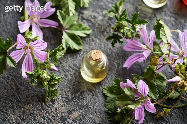 A bottle of mallow essential oil with malva sylvestris flowers ...