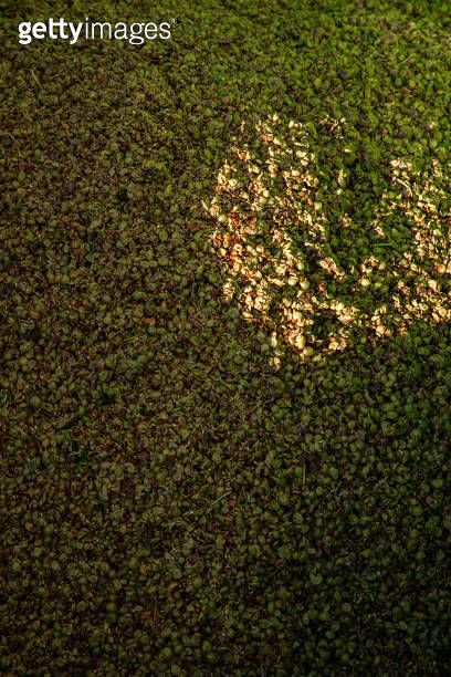 pressed pomace grape marc leftover of pressing in white wine making ...