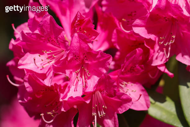 Vivid deep pink Belgian Azalea (Oranda Tsutsuji, Rhododendron simsii ...