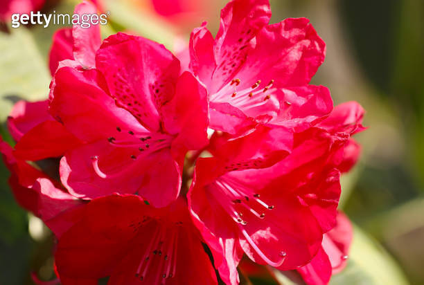 Vivid deep pink Belgian Azalea (Oranda Tsutsuji, Rhododendron simsii ...
