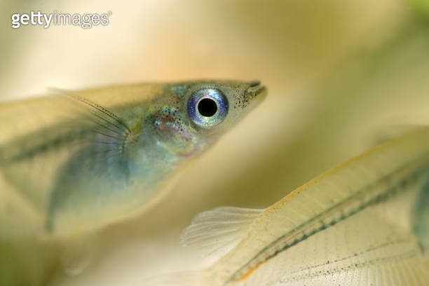Killifish of south Asia, Indian Ricefish (Oryzias dancena), group ...