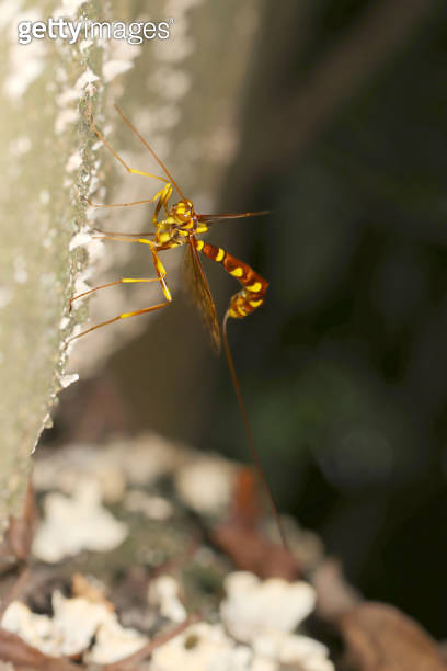 Japanese female parasitic wasp Oohoshionagabachi (Megarhyssa ...