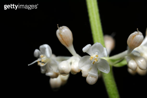 White flowerhead of Double file (Pollia japonica, Yabumyoga), close up ...
