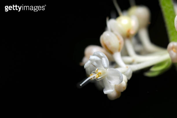 White flowerhead of Double file (Pollia japonica, Yabumyoga), close up ...
