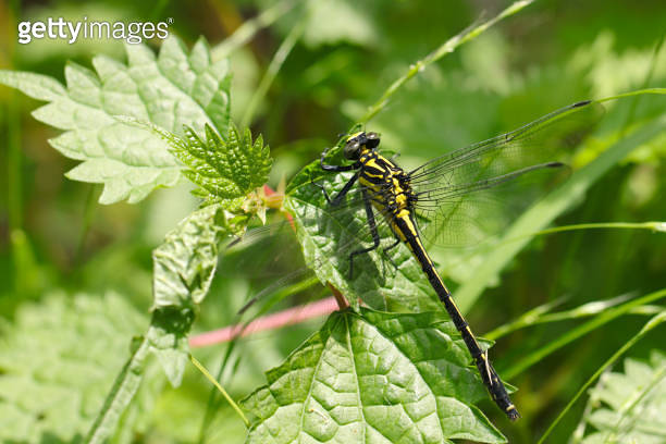 Japanese tiger striped dragonfly "Kosanae (Trigomphus melampus, female ...