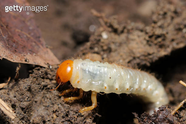 White and orange head Aodoukogane (Anomala albopilosa) Oriental beetle ...