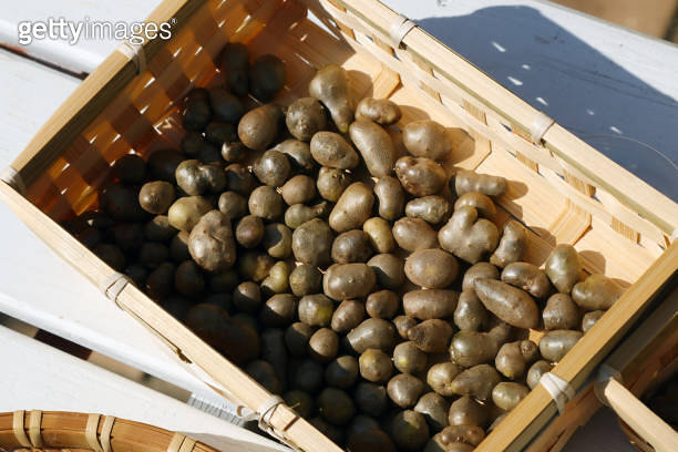 Young lump of Japanese yam selected the size (Mukago, propagule) in a ...
