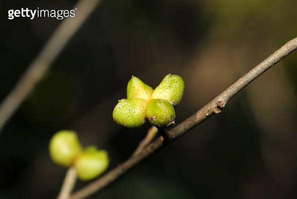 Branch bearing green berries of a Japanese Orixa (Orixa japonica ...