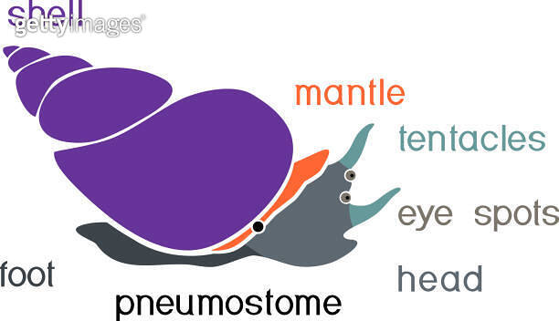 External anatomy of common air-breathing freshwater snail. Structure of ...