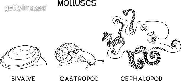Coloring page with three types of molluscs: cephalopod, gastropod ...